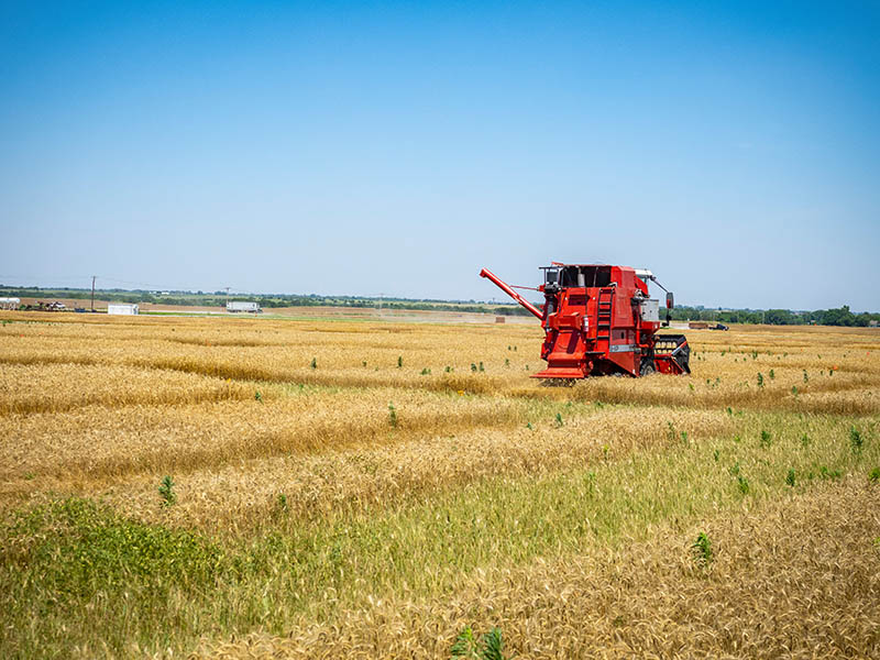 Plant Production and Health | Oklahoma State University